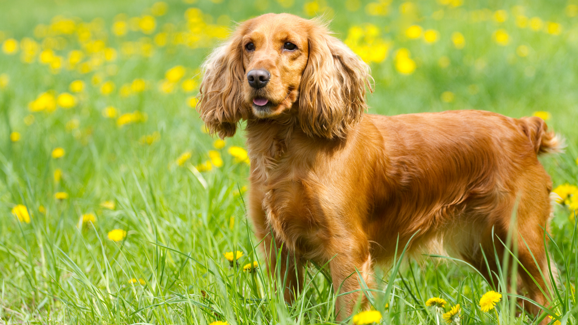 Cocker Spaniel Price In Ahmedabad – Dog Breeder Ahmedabad