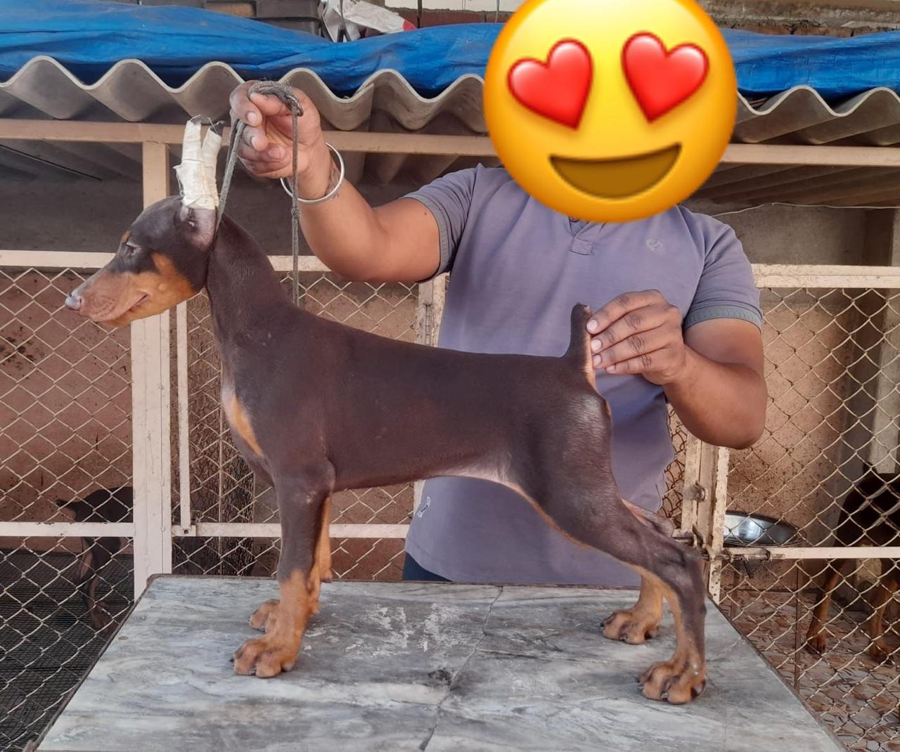 Best Doberman Puppies For Sale At Goa – Dog Breeder Ahmedabad