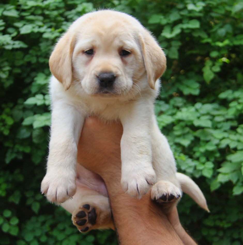 Labrador Retriever Price In Ahmedabad – Dog Breeder Ahmedabad
